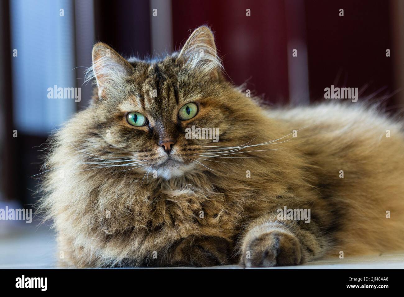 Portrait of siberian cat, male gender and brown hair Stock Photo - Alamy
