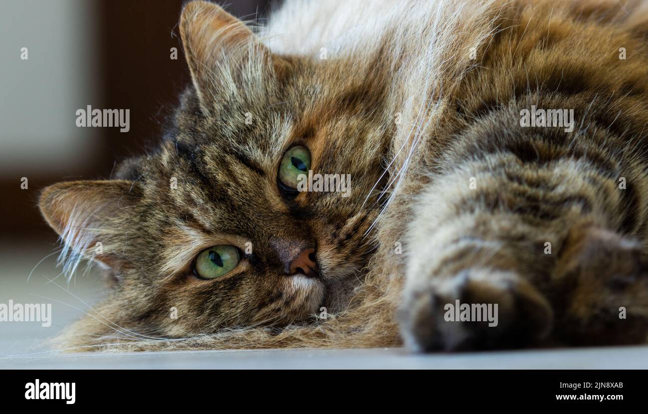 Portrait of siberian cat, male gender and brown hair Stock Photo - Alamy
