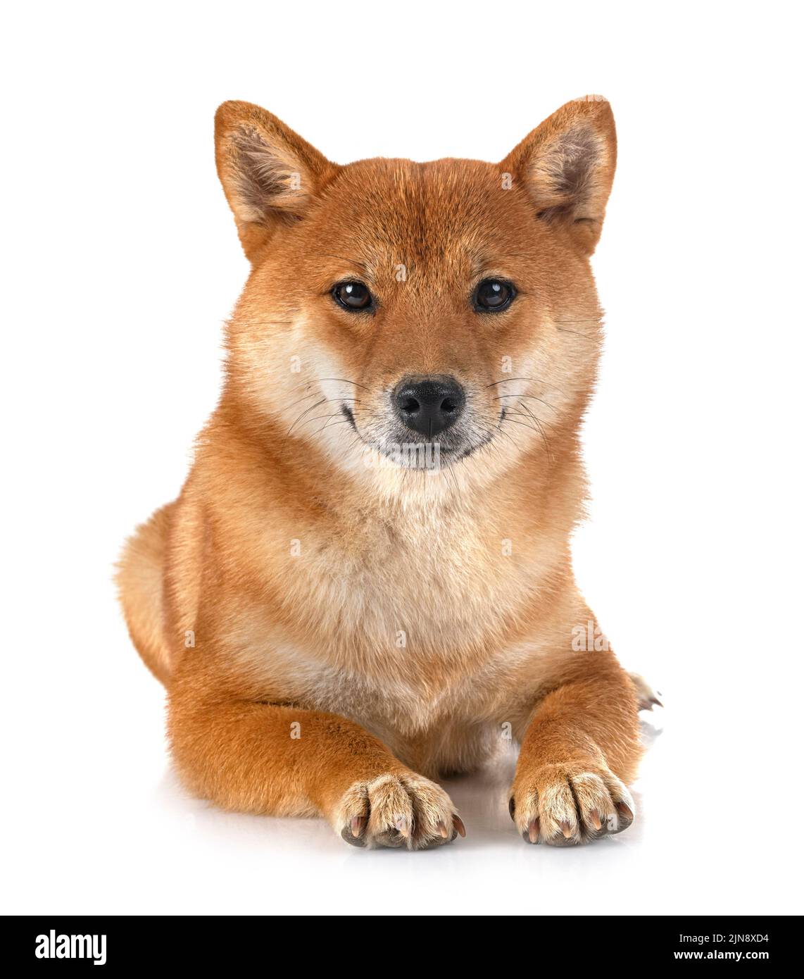 shiba inu in front of white background Stock Photo - Alamy