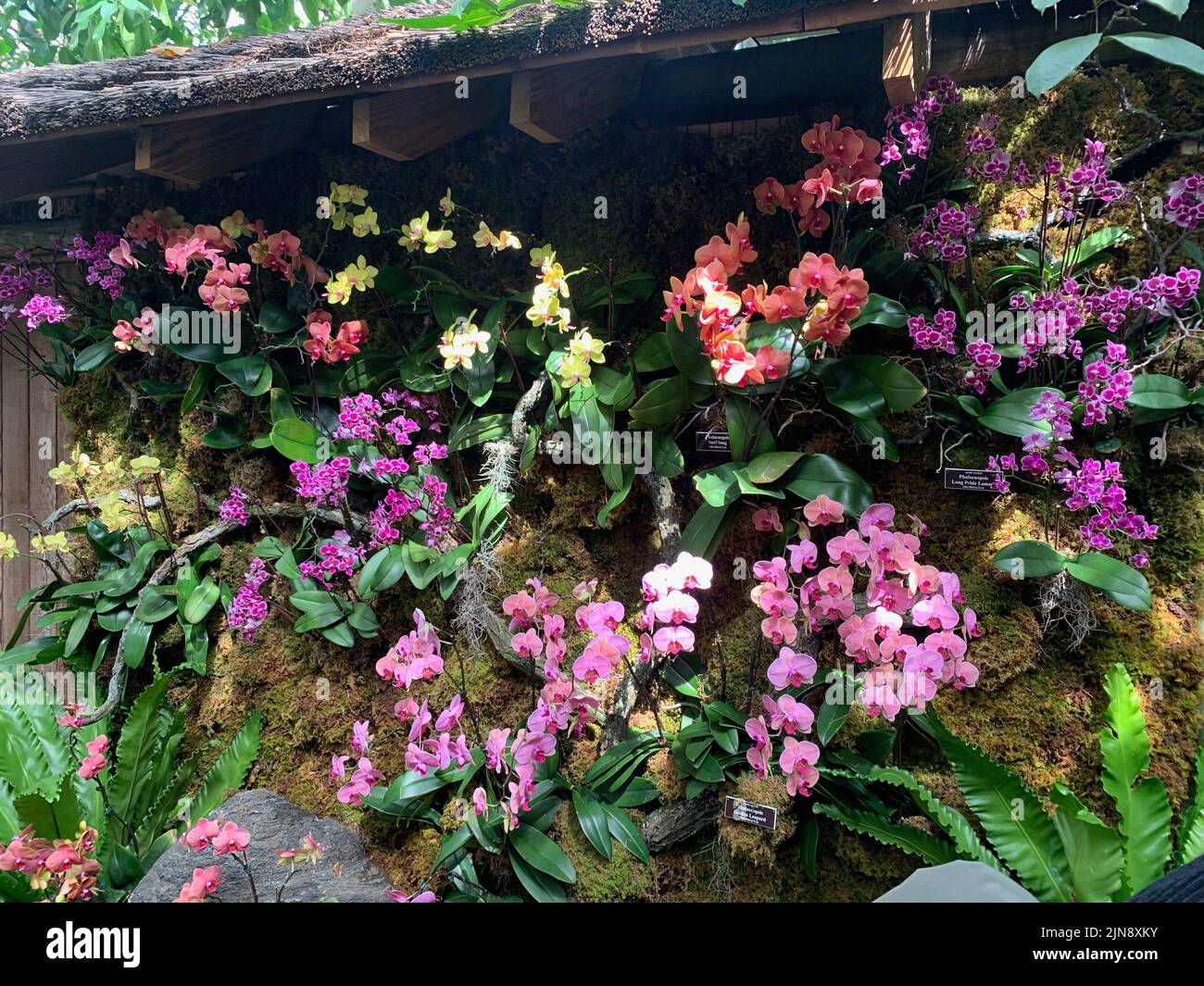 The variety of colorful orchids in the botanical garden Stock Photo - Alamy
