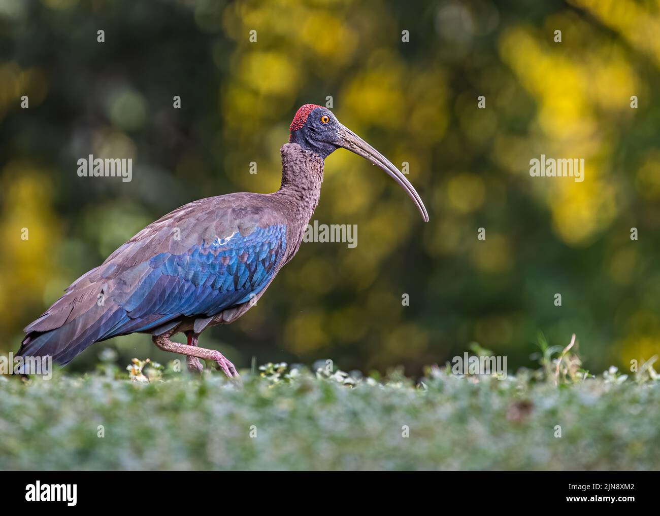 A red-naped Ibis in natural habitat Stock Photo - Alamy