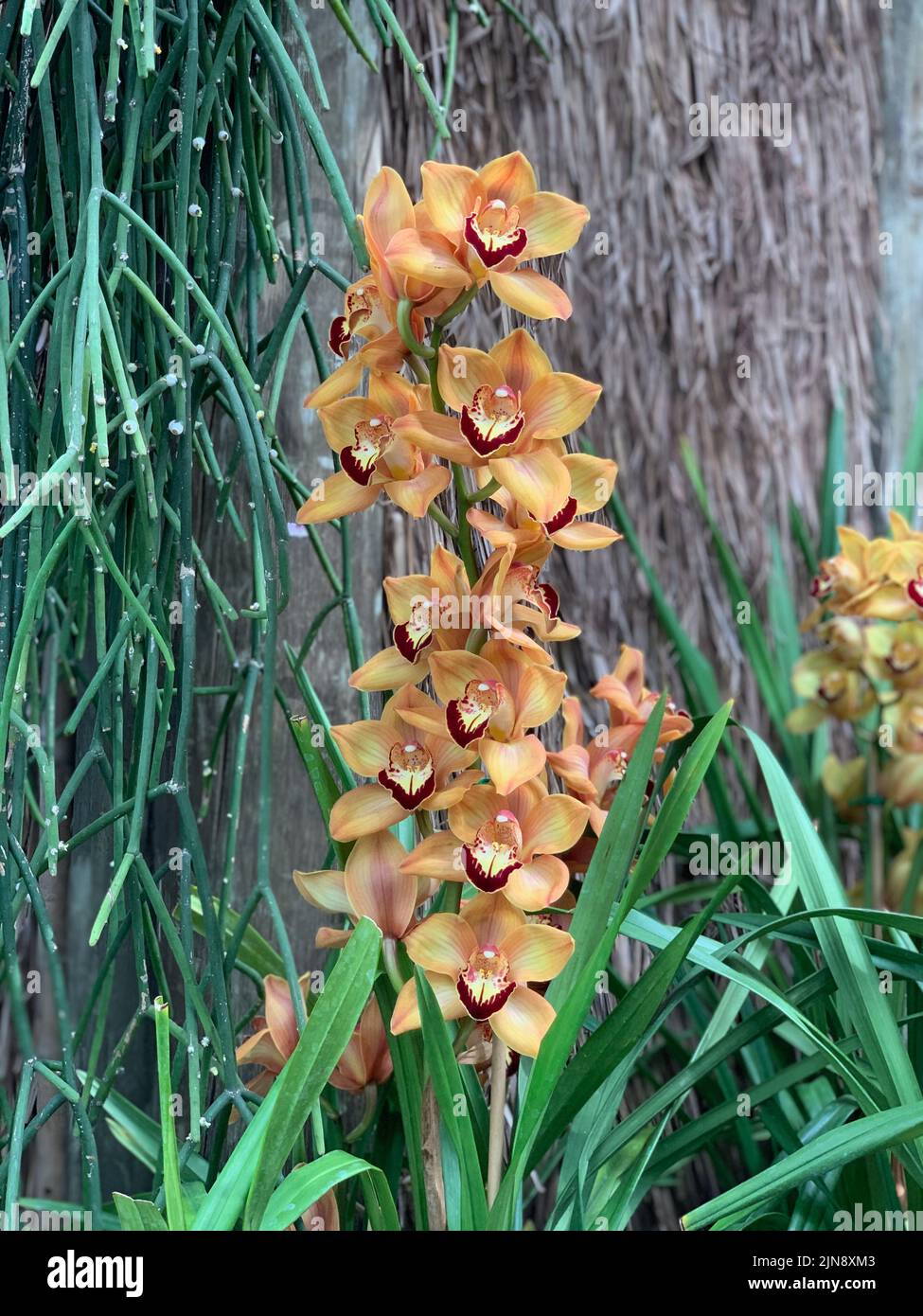 Species cymbidium hi-res stock photography and images - Alamy