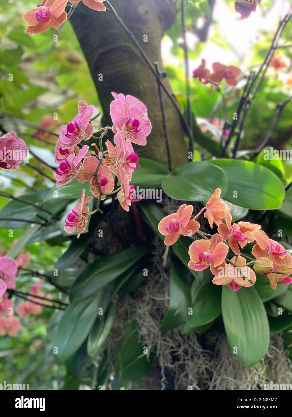 A vertical closeup of moth orchids in the botanical garden Stock Photo ...