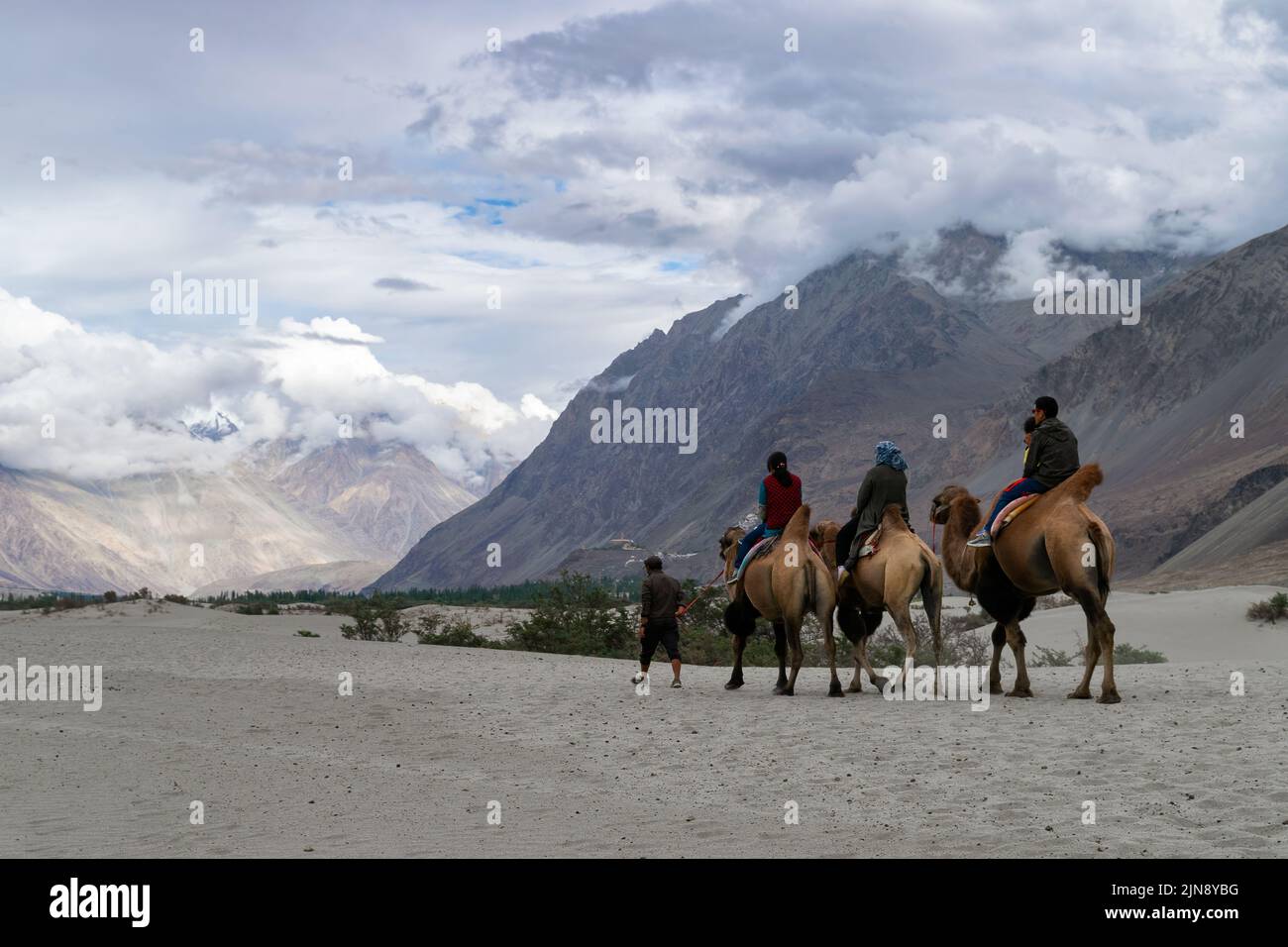 A group of people riding on camels in Hunder village in Nubra Valley in ...