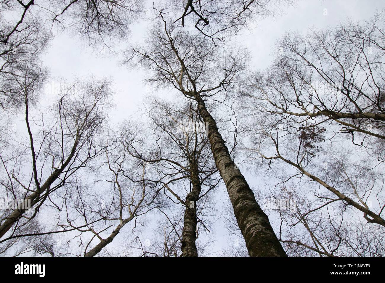 A shot taken of the treeline from underneath the trees Stock Photo - Alamy