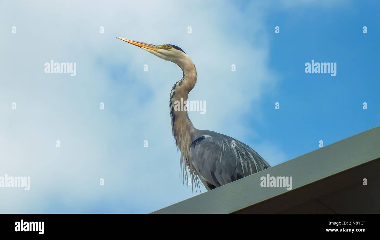 An adult white stork looking through the sky on the roof, Great blue ...