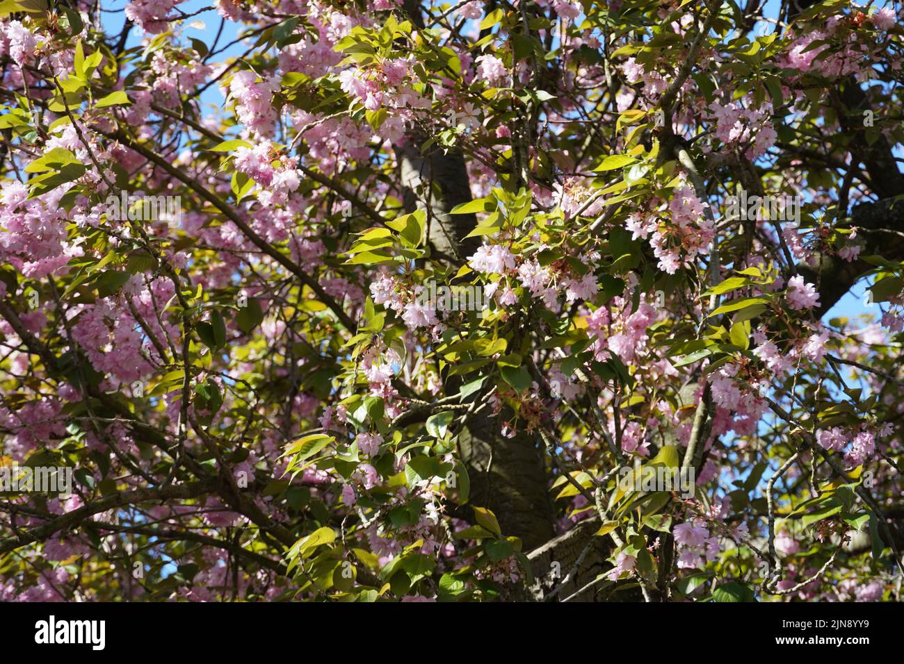 The beautiful Japanese cherry blossom. Prunus serrulata Stock Photo - Alamy