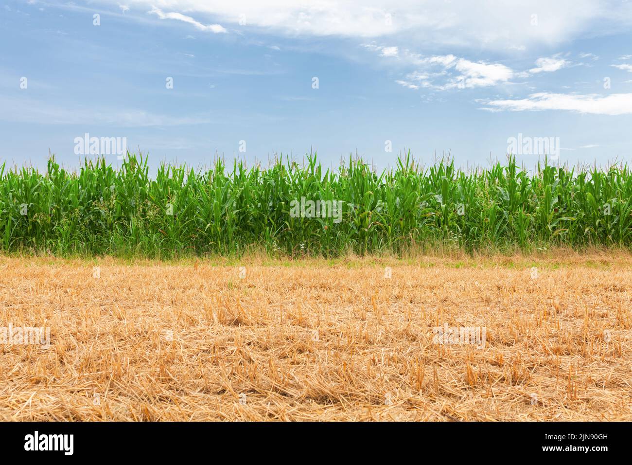 Corn field with blue skies and dry cut field in front Stock Photo - Alamy