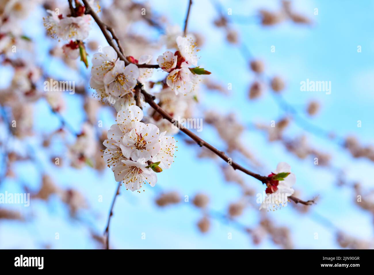 Lovely spring flowers of fruit trees. a tree grown for its edible fruit ...