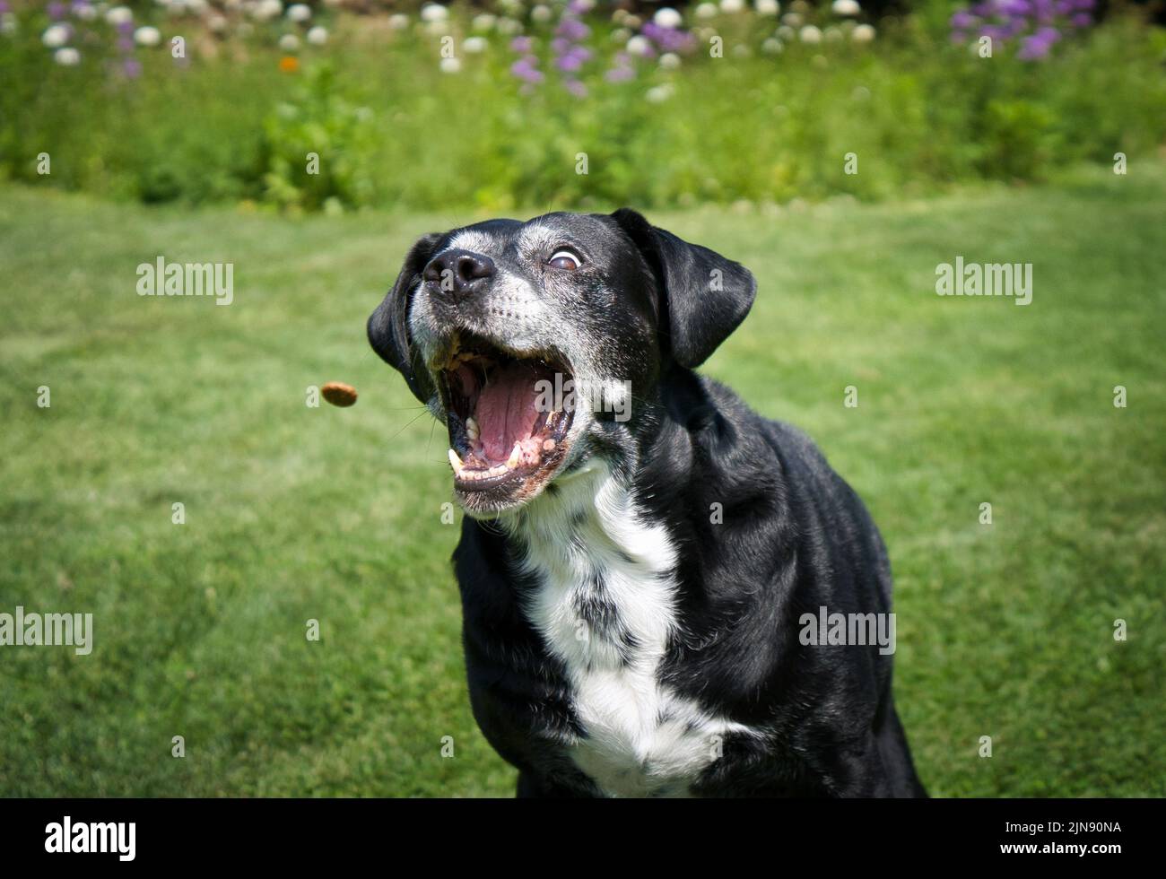 A closeup of a Staffordshire Bull Terrier barking, sitting on green ...