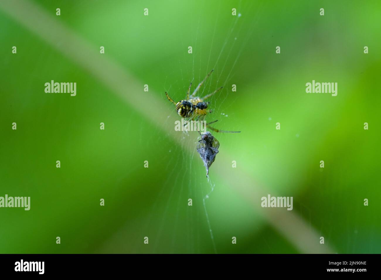 A closeup of a Mangora acalypha on a spider web Stock Photo - Alamy