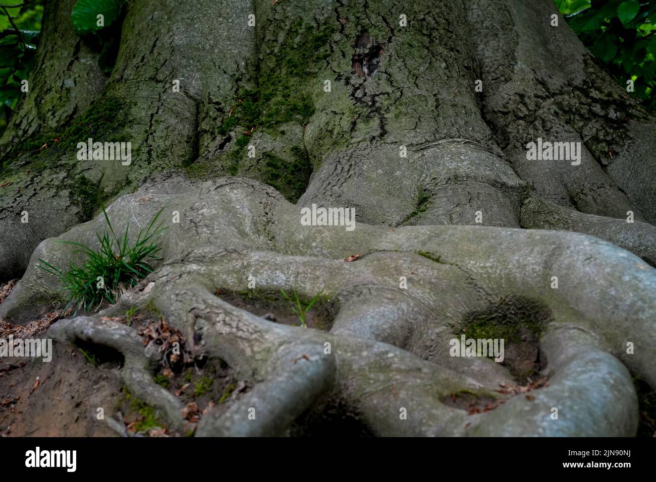 A closeup of tree roots covered with moss and green plants Stock Photo ...