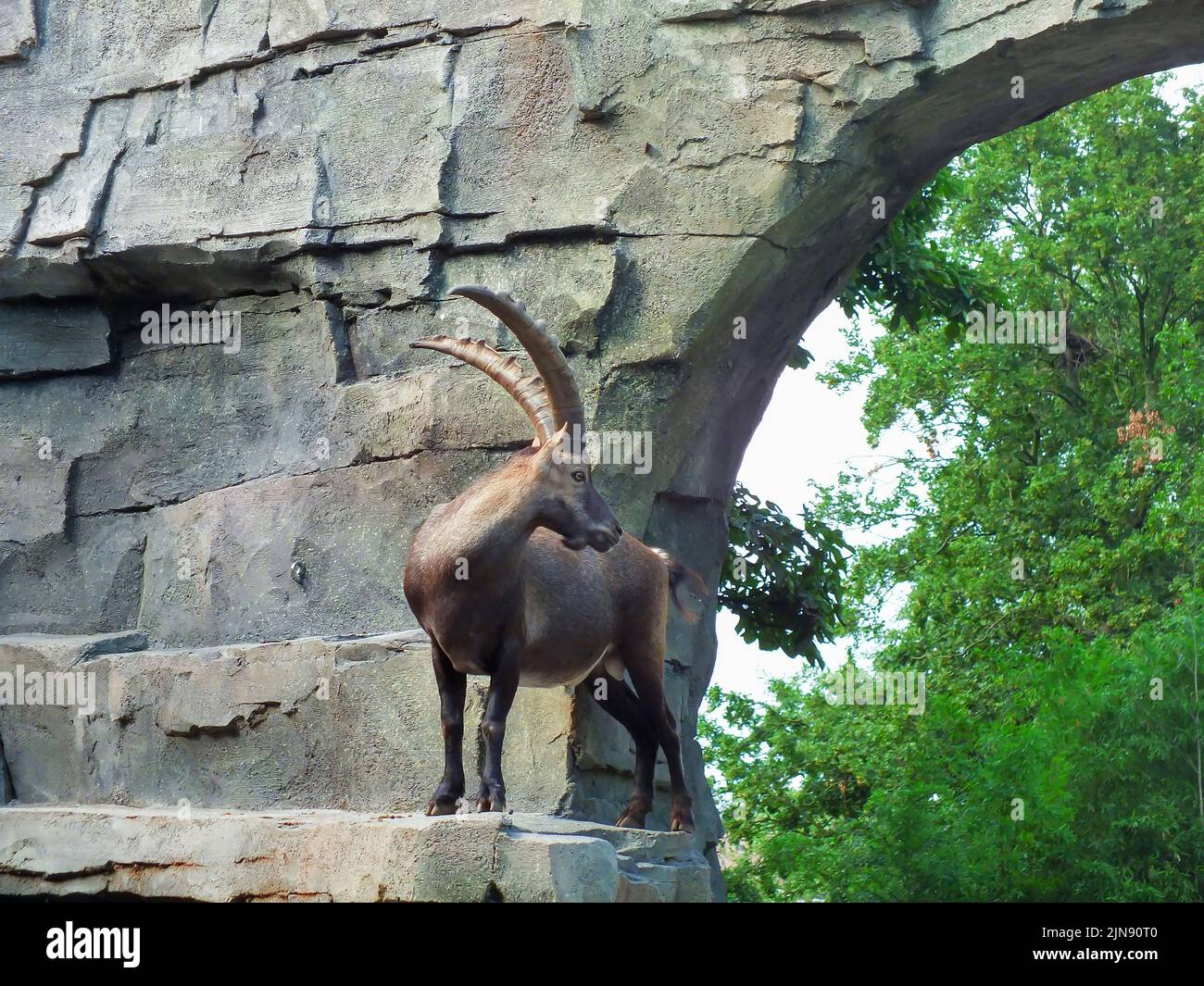 Close up of a capricorn standing on the rocks in a zoo Stock Photo - Alamy