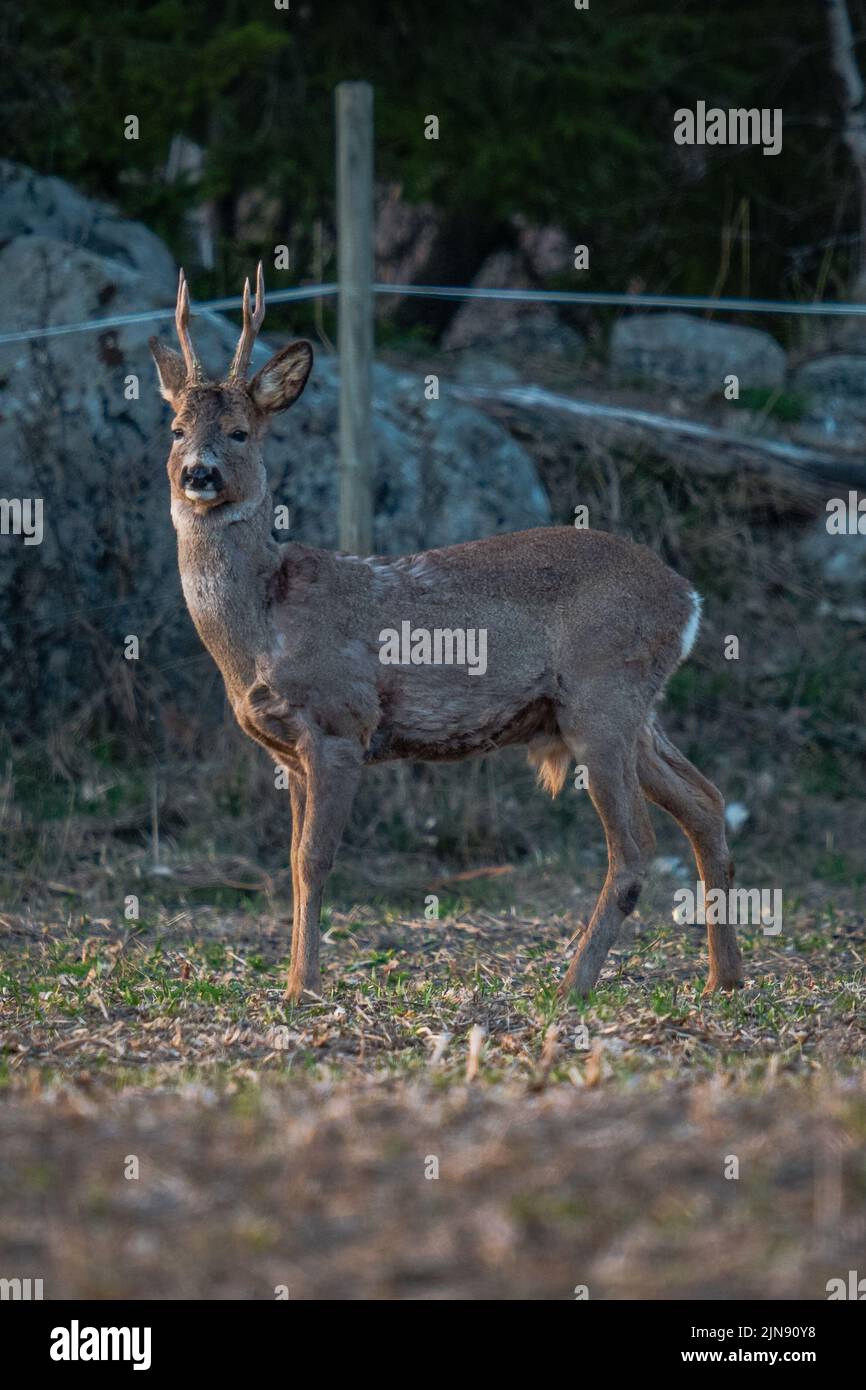 A vertical shot of a deer walking in a field during sunset Stock Photo ...