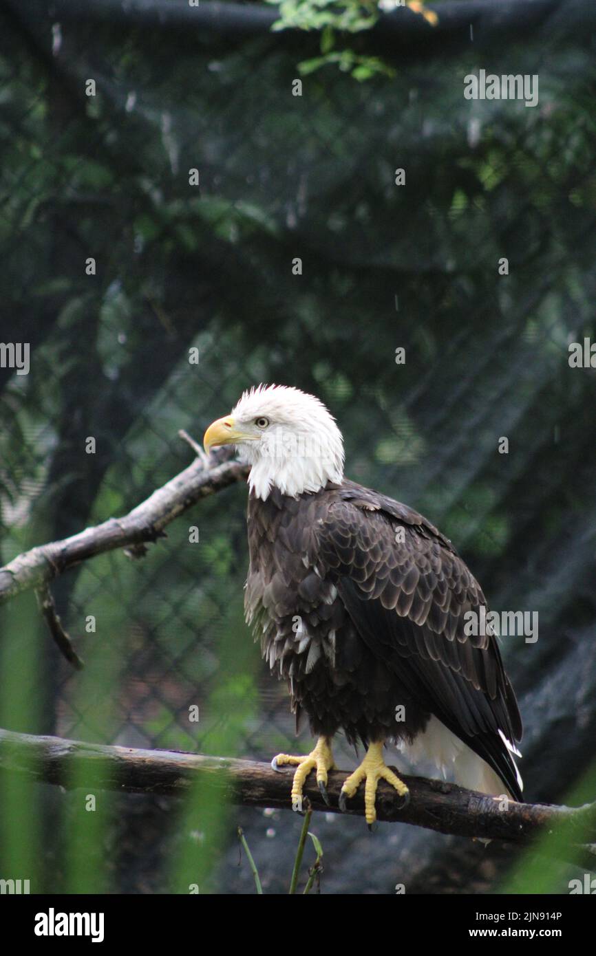 A vertical shot of a bald eagle sitting on the tree branch in the cage ...