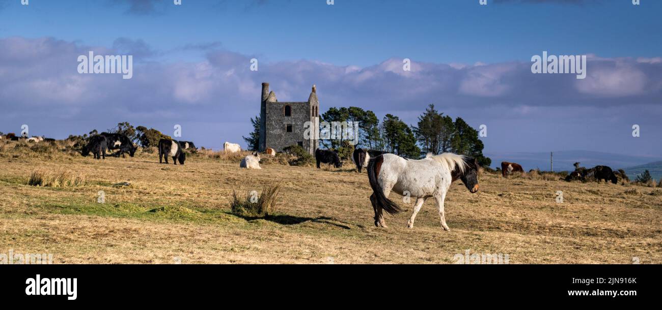 A panoramic image of a Bodmin Pony roaming on Craddock Moor on the ...