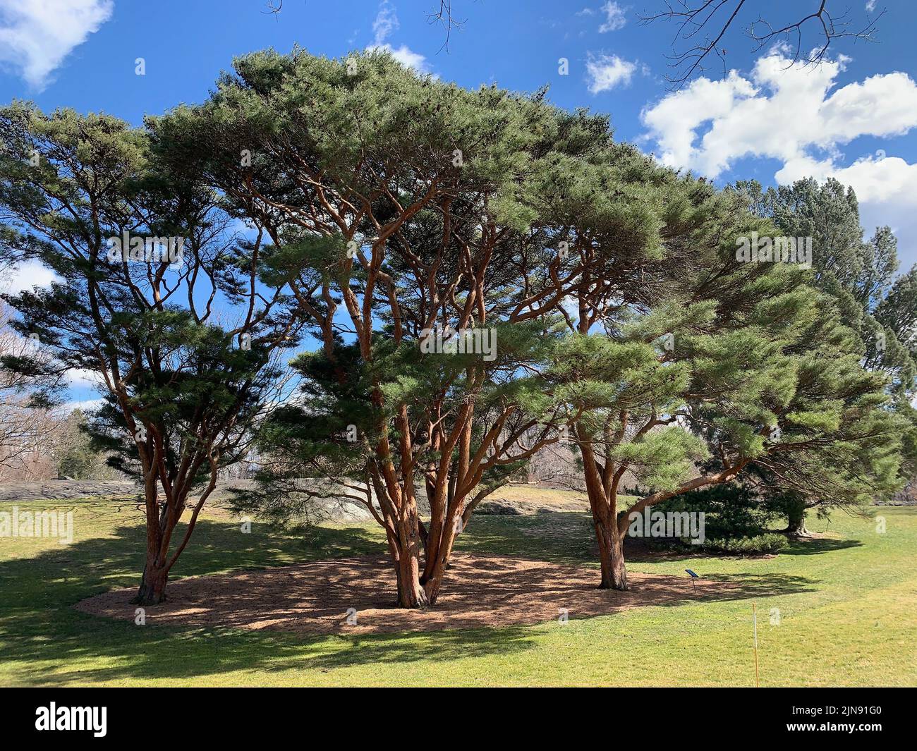 The Italian stone pine or umbrella pine. Pinus pinea Stock Photo - Alamy