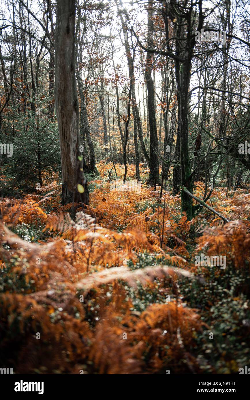 A vertical shot of autumn forest with trees and orange ferns on the ...