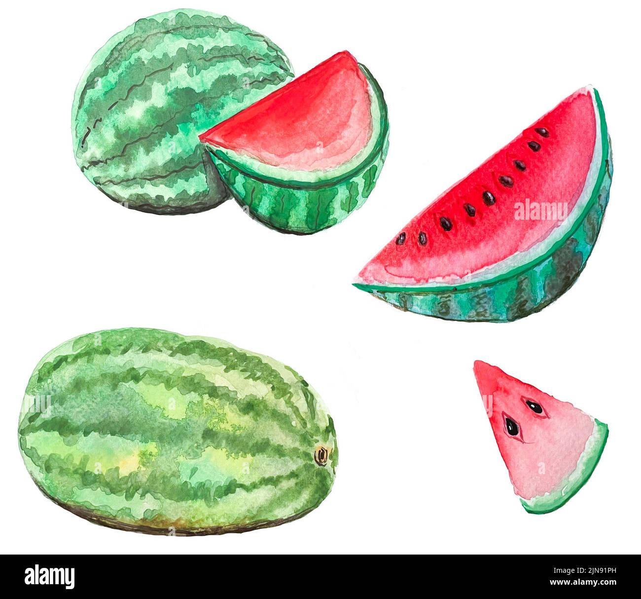 Handpainted watercolor illustration of a group of watermelons including ...