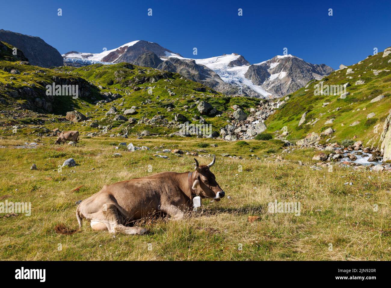 brown swiss cow on an alpine meadow in front of a glacier on Sustenpass ...