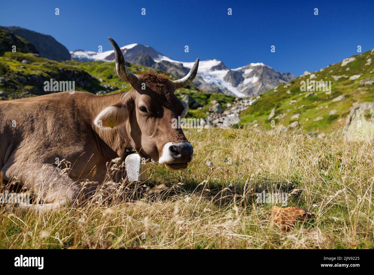 brown swiss cow on an alpine meadow in front of a glacier on Sustenpass ...