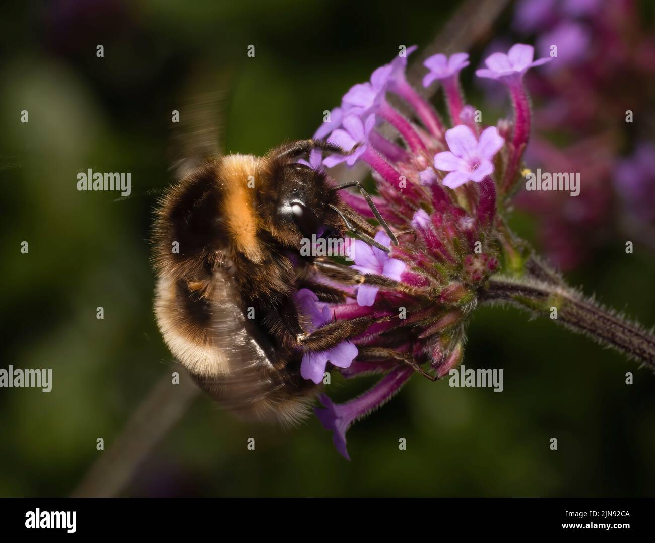 A very furry White Tailed Bumble Bee feeding from, and pollenating a ...