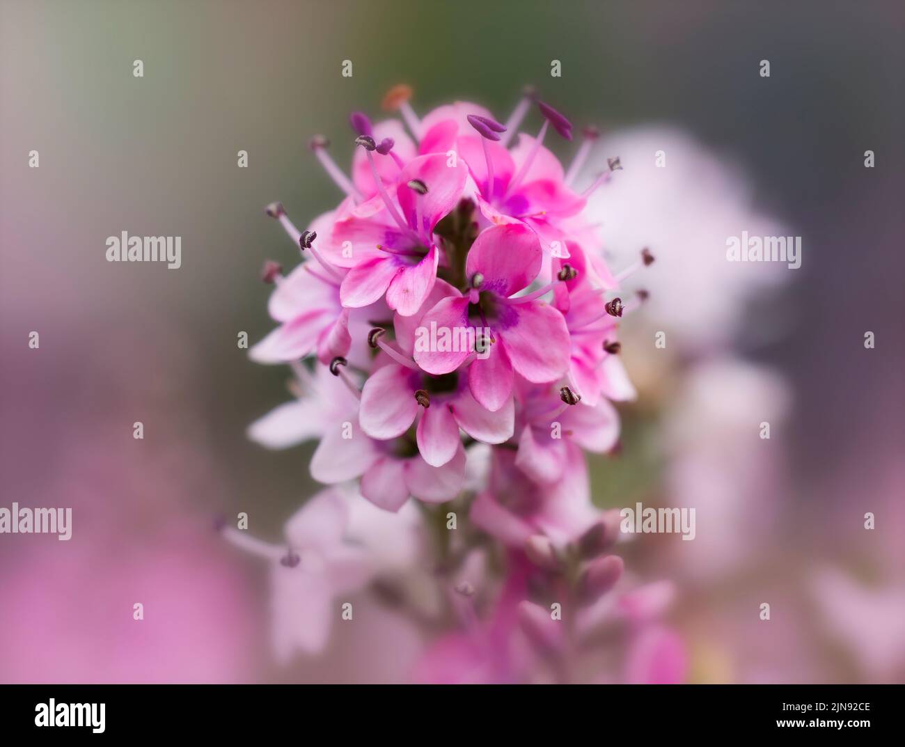 Hebe plant hi-res stock photography and images - Alamy