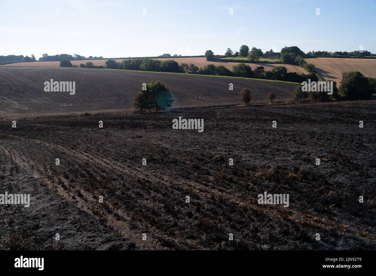 Huge red beech tree hi-res stock photography and images - Alamy