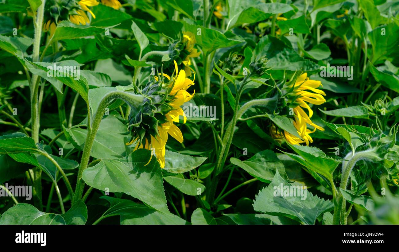 Two sunflowers in garden hi-res stock photography and images - Alamy
