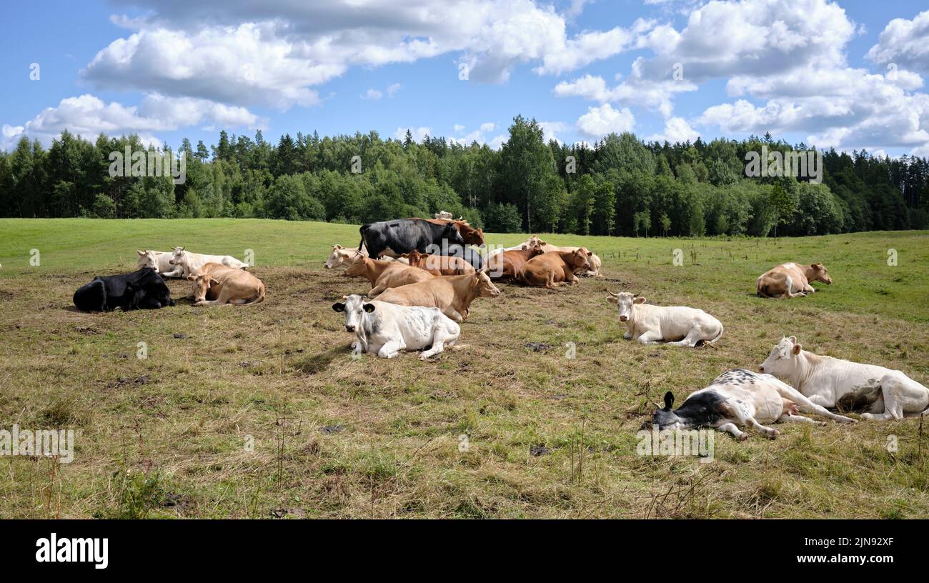 Free ranging cows hi-res stock photography and images - Alamy
