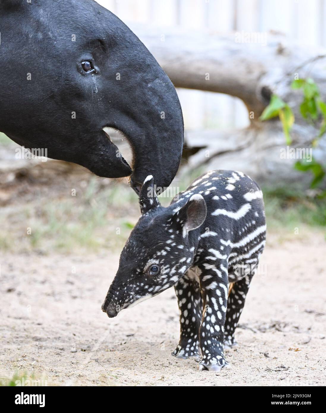 Stuttgart, Germany. 10th Aug, 2022. A few days old Schabrackentapir cub ...