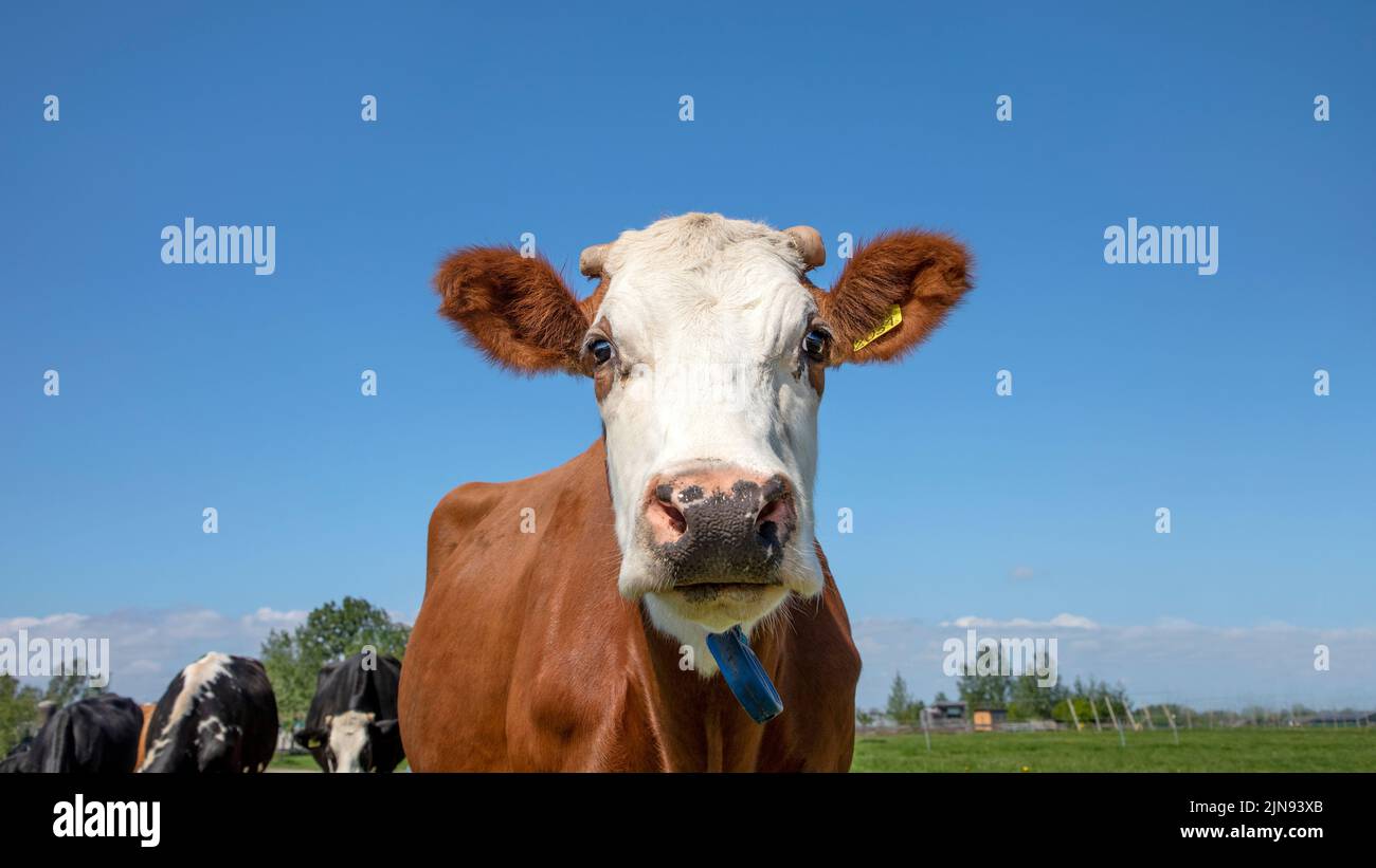Cute cow head, large pink nose and friendly expression on a blue ...