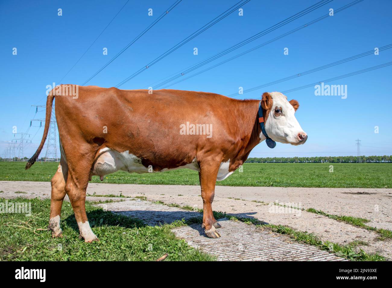 Cow passing a path, walking in a field, electricity cables, horizon ...