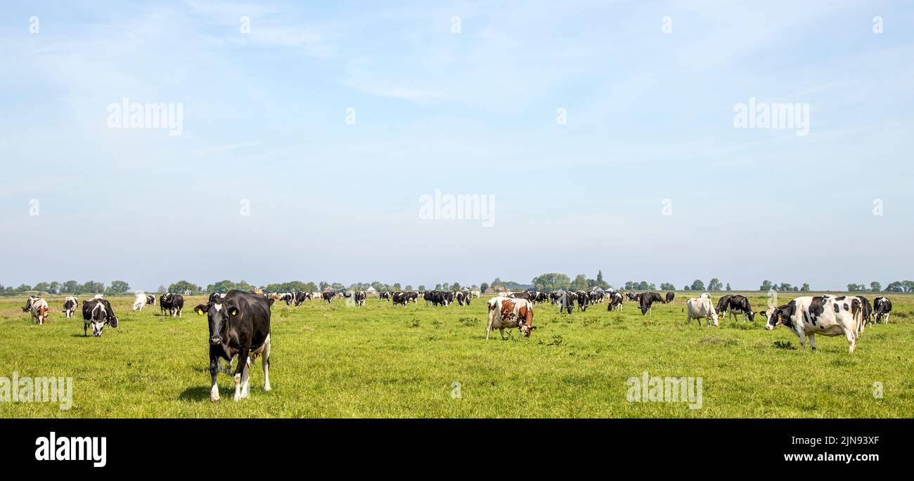 Group of cows grazing in the pasture, peaceful and sunny in Dutch ...