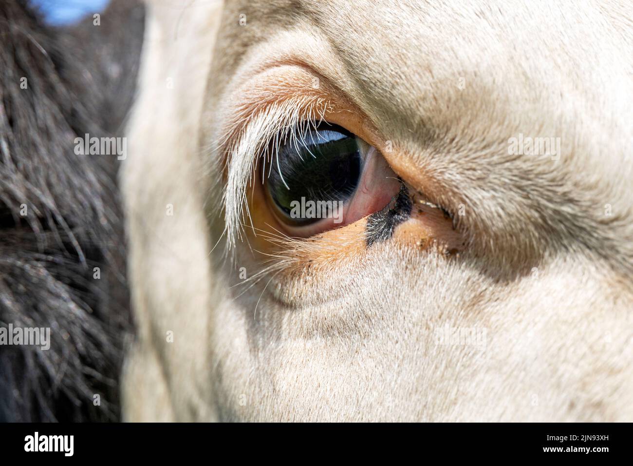 One eye cow, close up of 1 dairy black and white, looking calm and ...