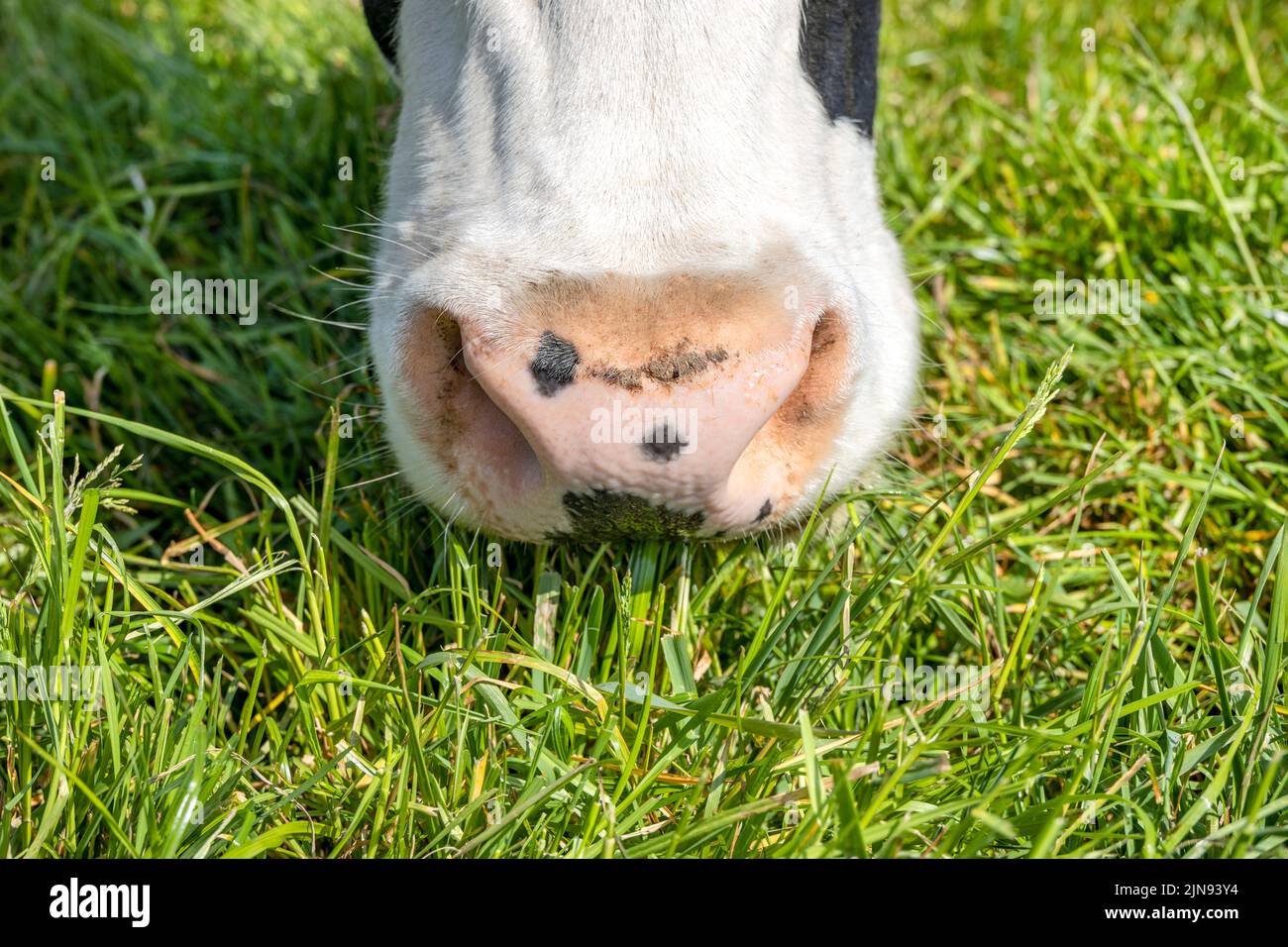 Cow nose, grazing, close up of a cows pink snout in a green grass ...