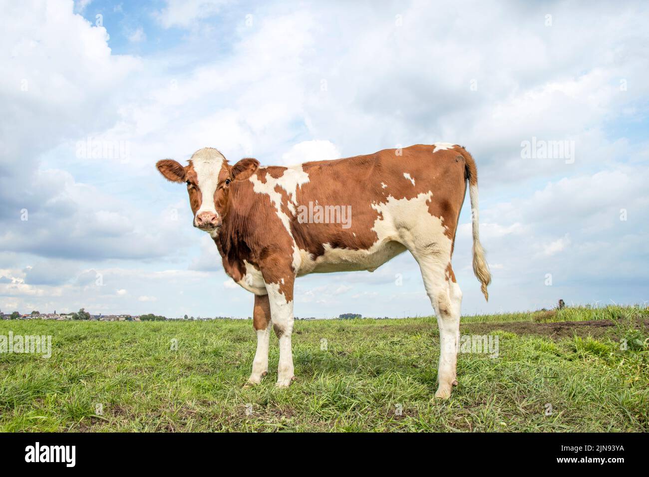 Red cow calf cute eyes looking and pink nose, lovely and innocent cute ...