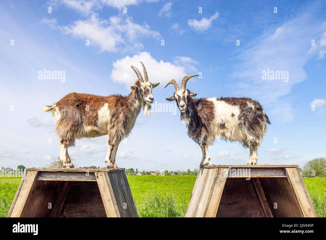Two goats climbing on top of their pen, large horns, side view, blue ...