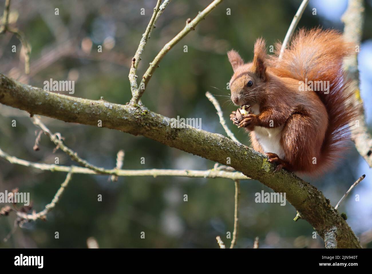 American red squirrel sitting hi-res stock photography and images - Alamy