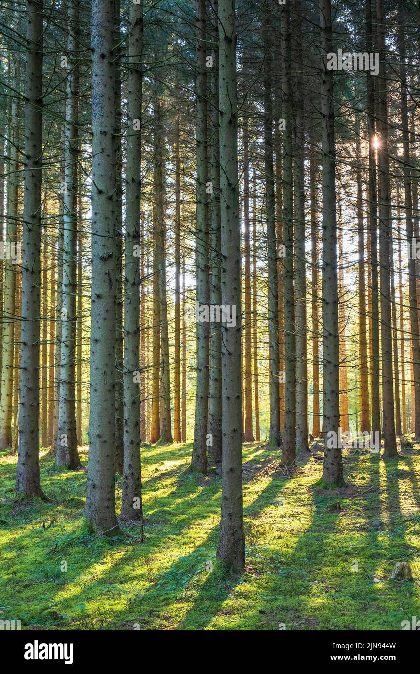 Spruce forest in backlight with shadows and tree trunks Stock Photo - Alamy