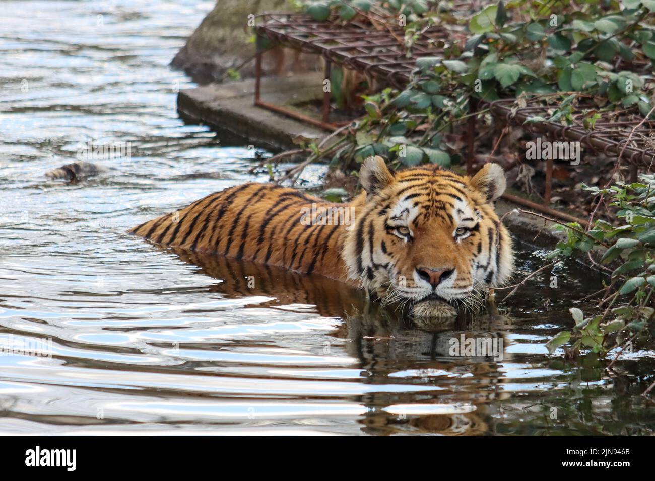 Tiger birds hi-res stock photography and images - Alamy