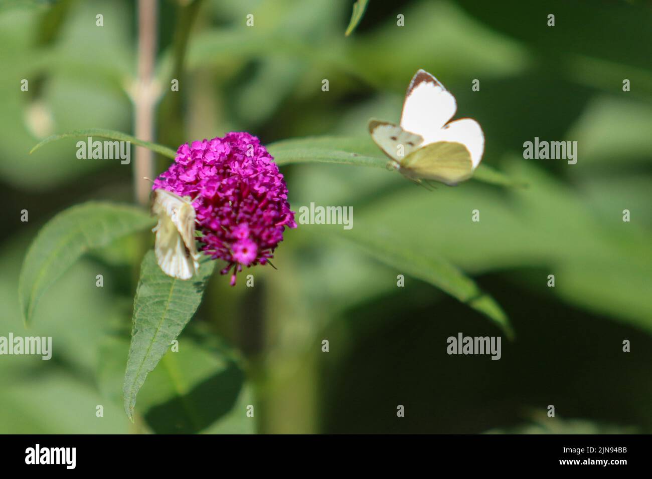 White Butterfly fly to the flowers Stock Photo - Alamy