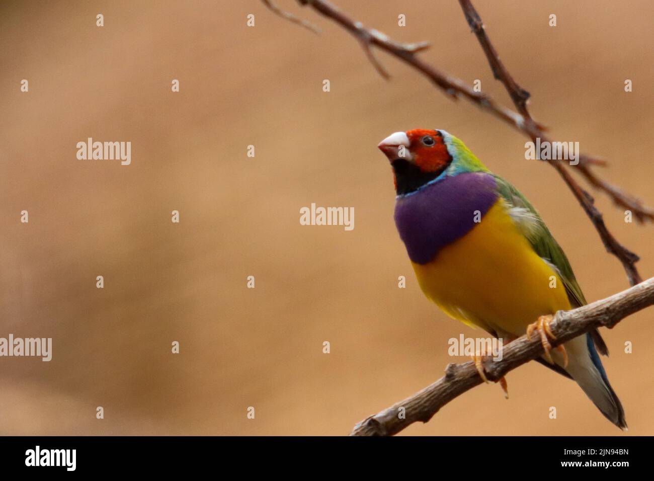 Nice coloured bird Stock Photo - Alamy