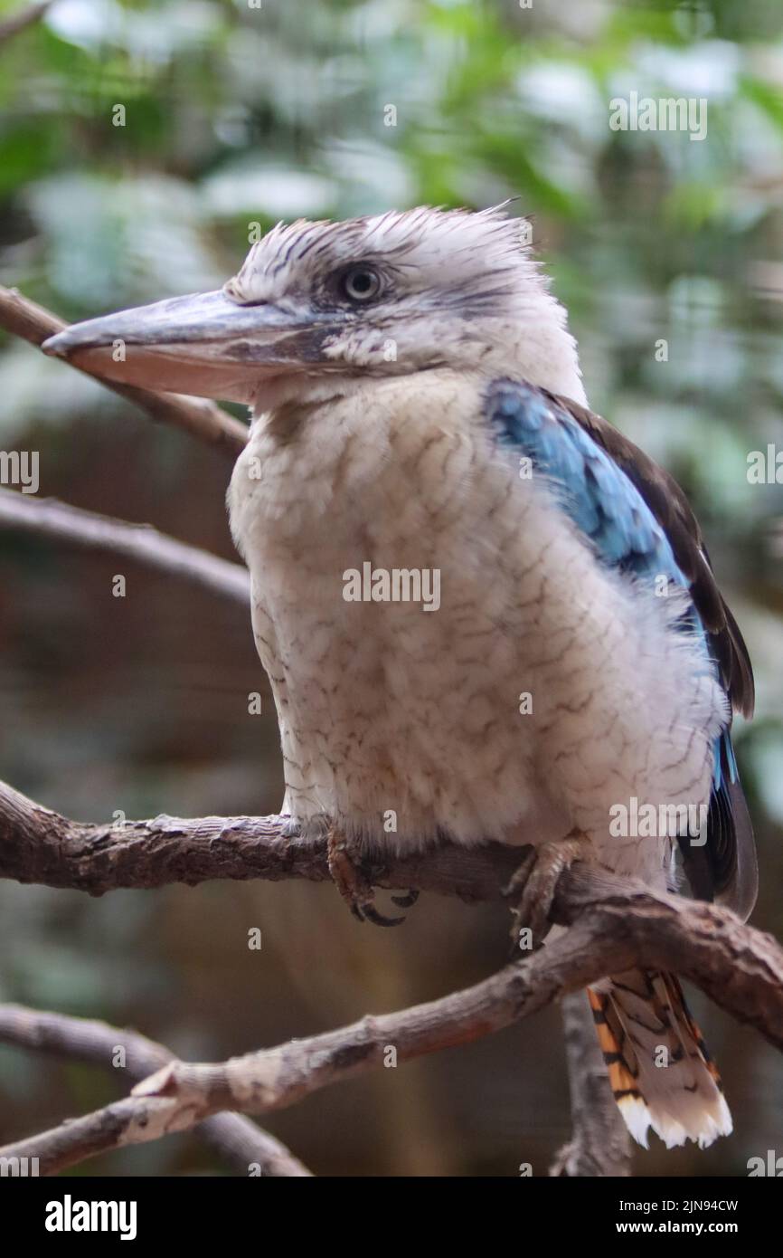 Rare birds and animals hi-res stock photography and images - Alamy