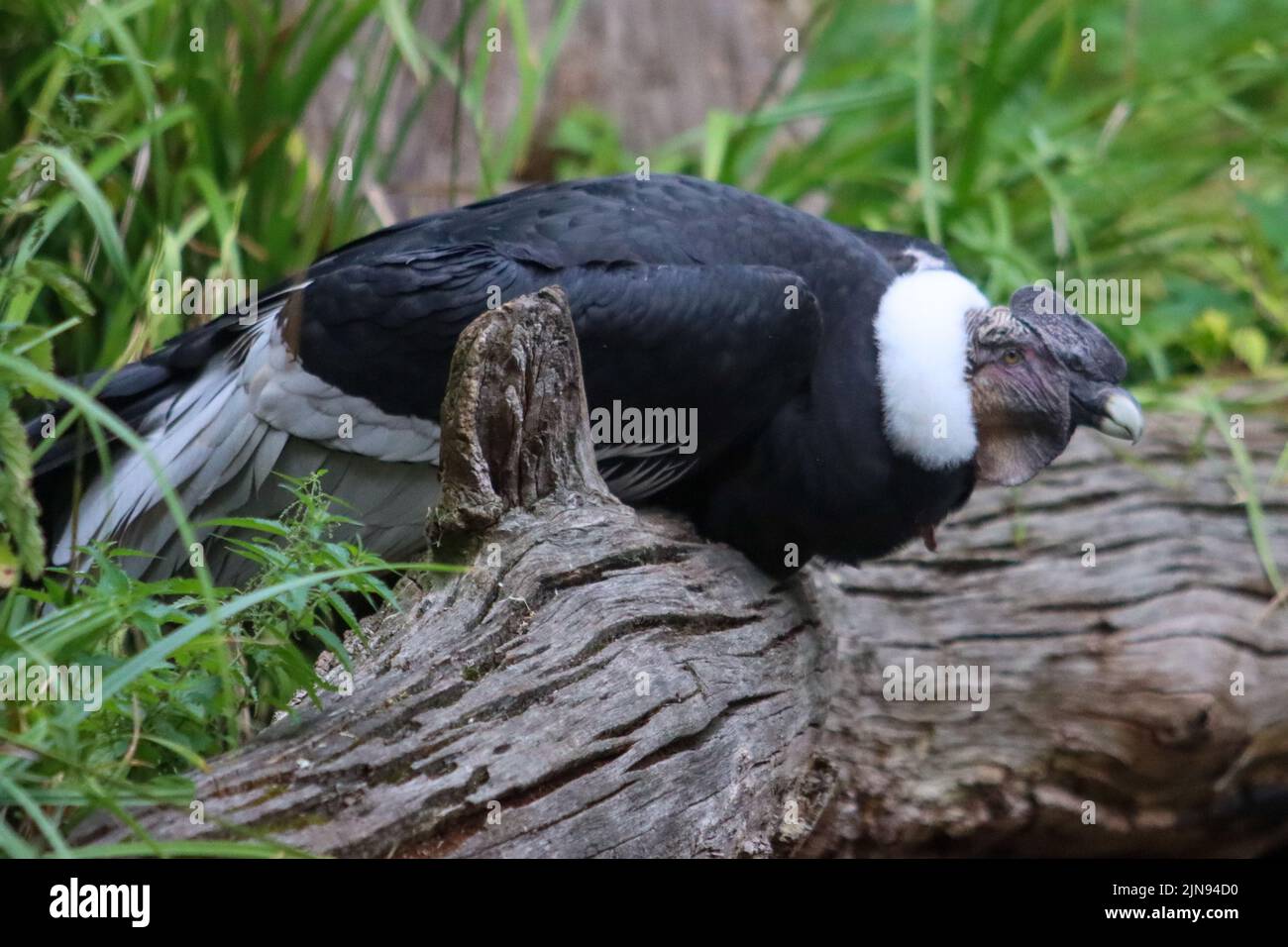 Andean condor baby hi-res stock photography and images - Alamy