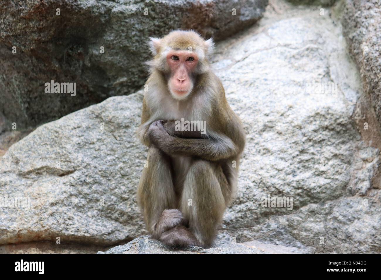 Shy monkey covers up Stock Photo - Alamy