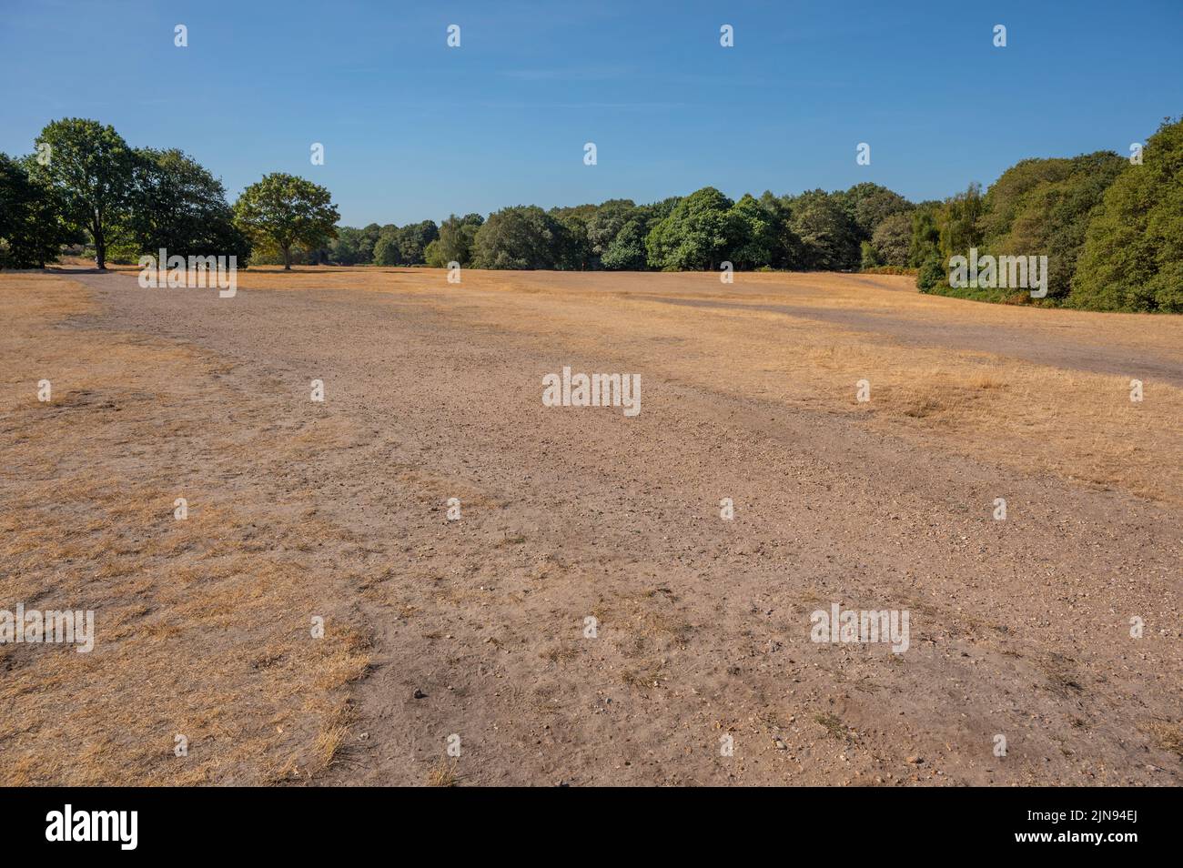 Wimbledon Common, London, UK. 10 August 2022. Grassland in Wimbledon ...