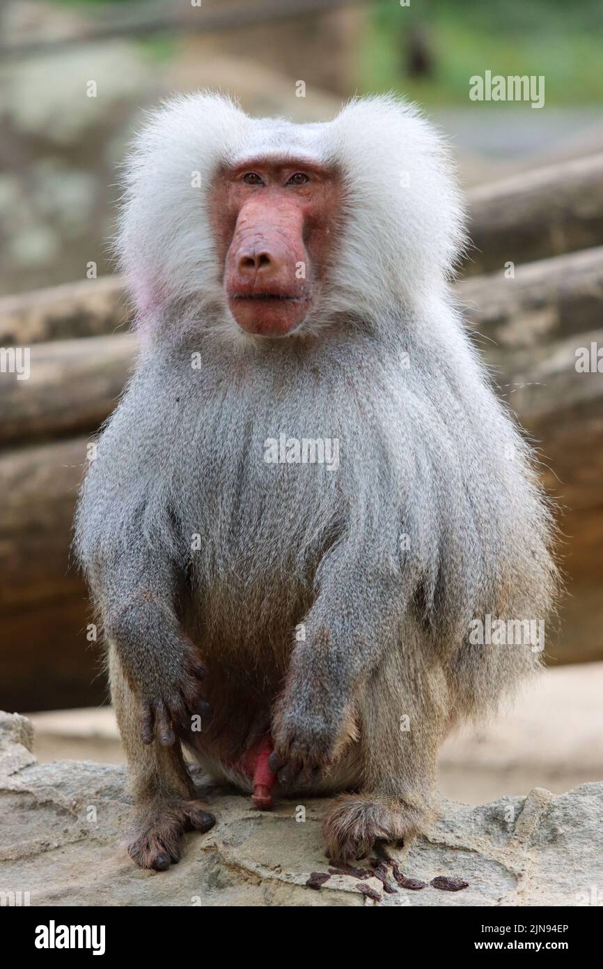 Papio hamadryas male Stock Photo - Alamy