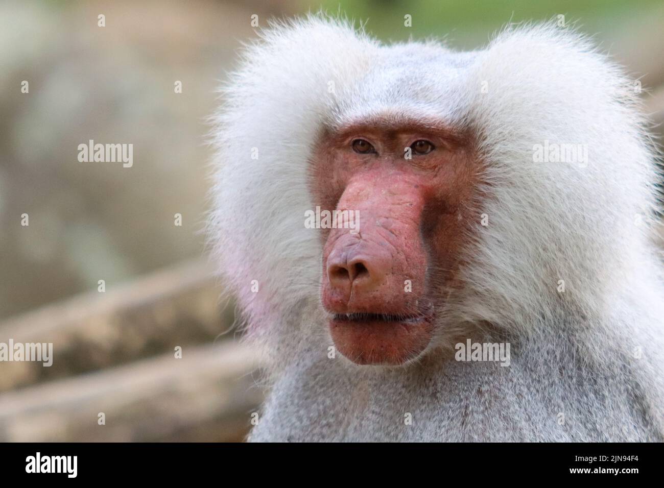 Papio hamadryas male Stock Photo - Alamy
