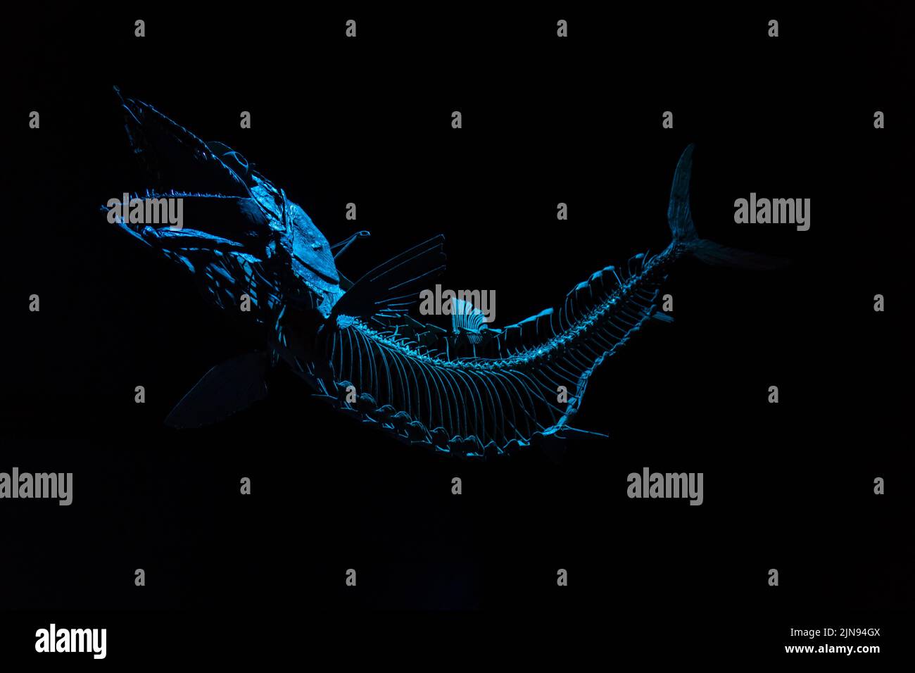 A blue outline of a deep-water fish isolated on the black background ...